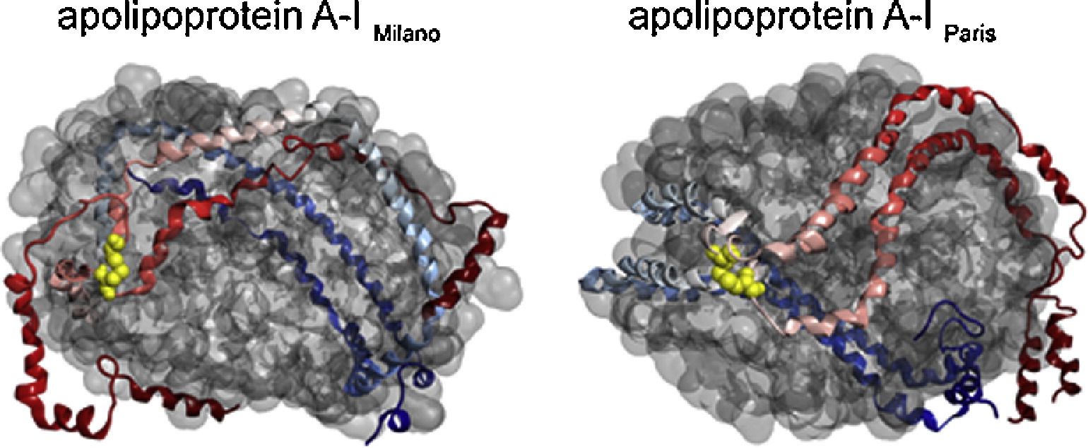 The Good Milano A1 Mutation Is A Precursor To Liver Disease