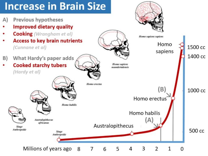ANATOMICAL SIMILARITIES AMONG FOSSILS FAIL TO DEFEND HUMAN EVOLUTION ...