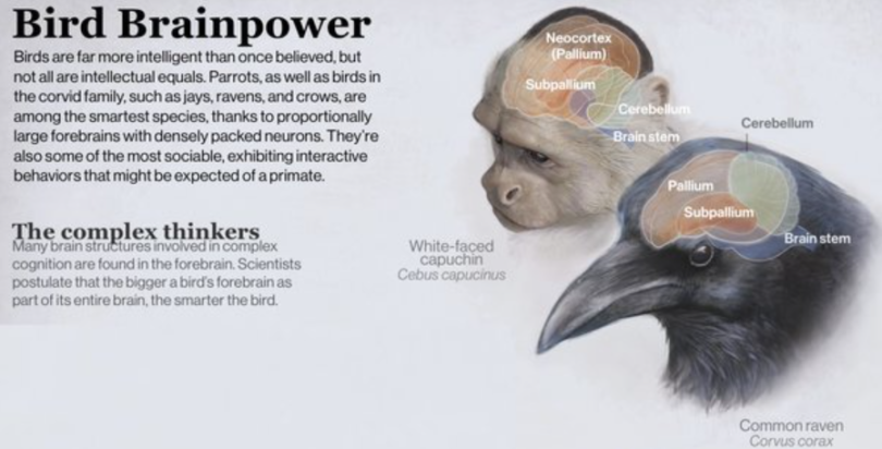 ANATOMICAL SIMILARITIES AMONG FOSSILS FAIL TO DEFEND HUMAN EVOLUTION ...