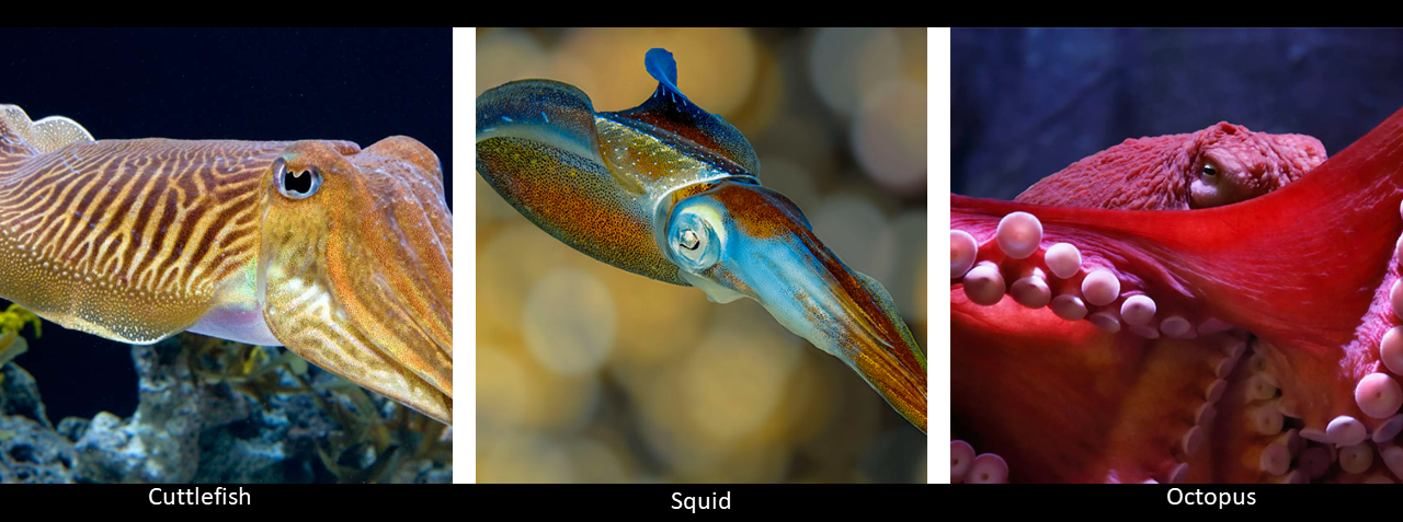 LIVING FOSSILS! 99% OF ALL ORGANISMS FOUND AS FOSSILS ARE STILL ALIVE ...