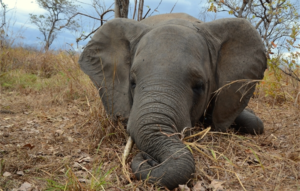 LOSS OF IVORY TUSKS IN ELEPHANTS IS NOT DUE TO BENEFICIAL MUTATIONS BUT ...
