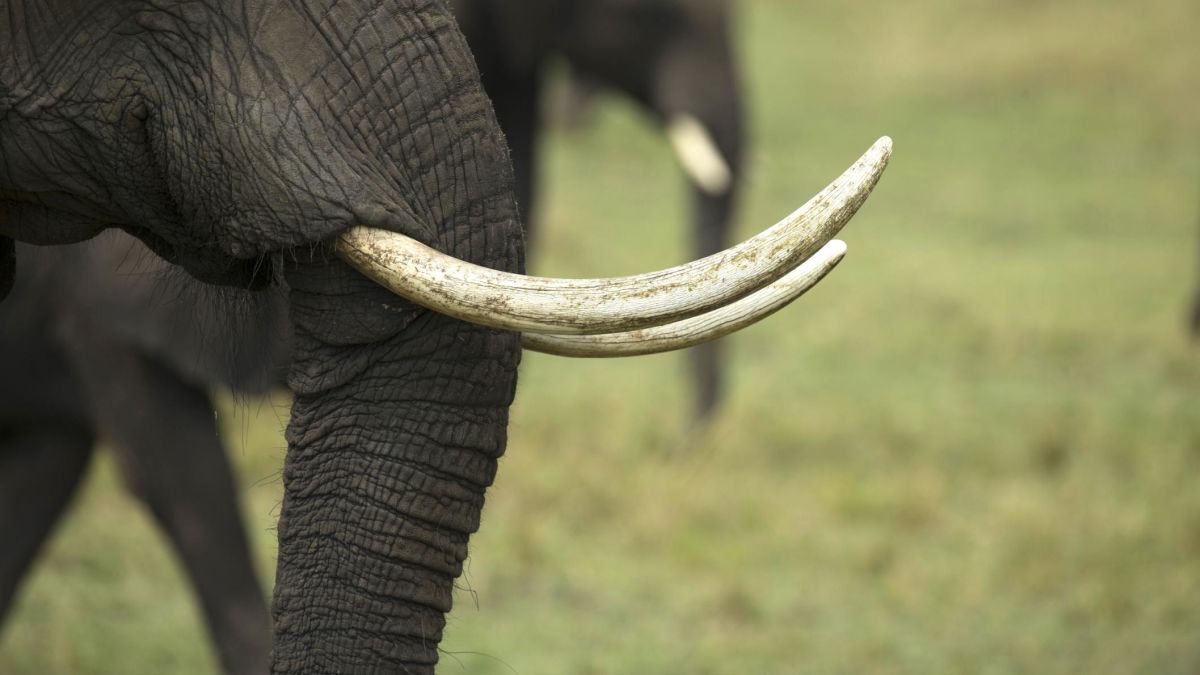 LOSS OF IVORY TUSKS IN ELEPHANTS IS NOT DUE TO BENEFICIAL MUTATIONS BUT ...
