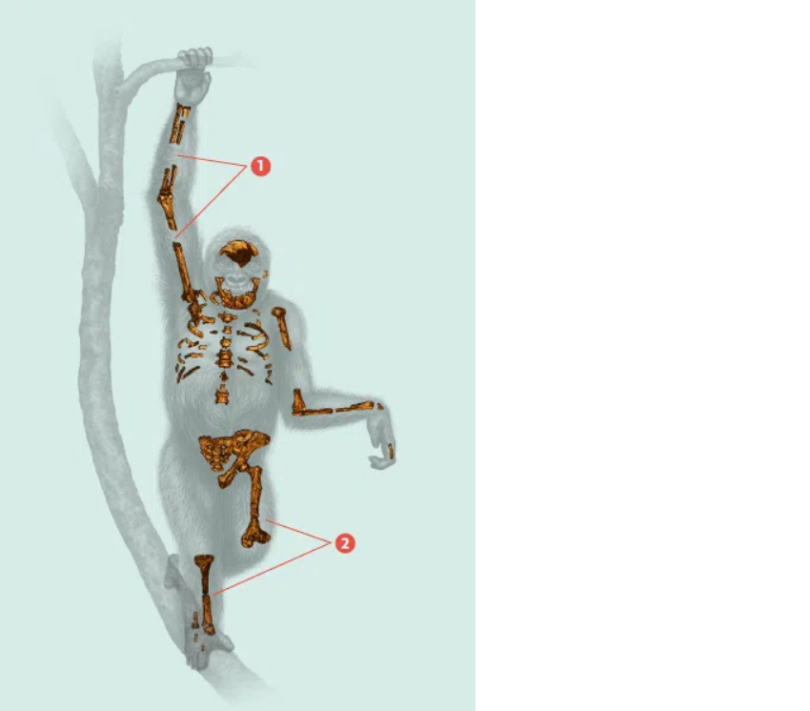 ANATOMICAL SIMILARITIES AMONG FOSSILS FAIL TO DEFEND HUMAN EVOLUTION ...