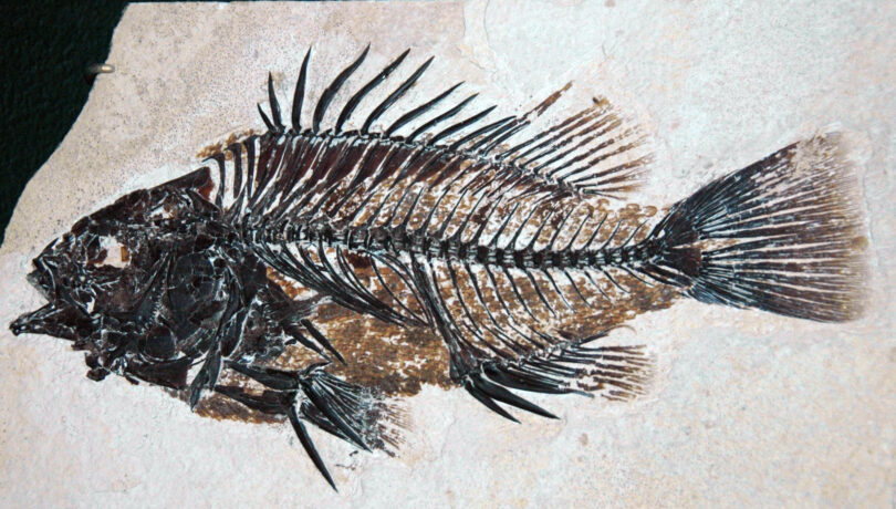 LIVING FOSSILS! 99% OF ALL ORGANISMS FOUND AS FOSSILS ARE STILL ALIVE ...