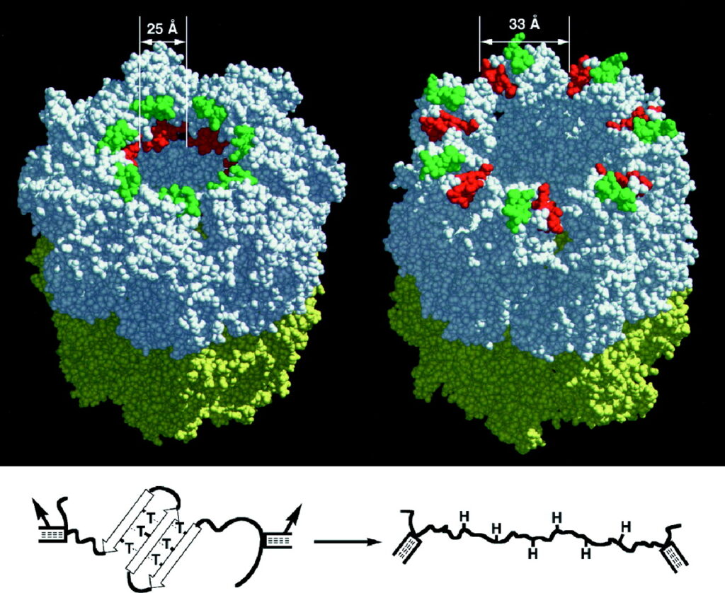 CHAPERONIN DEFIES EXPECTATIONS OF NEO-DARWINISM – Evolution is a Myth