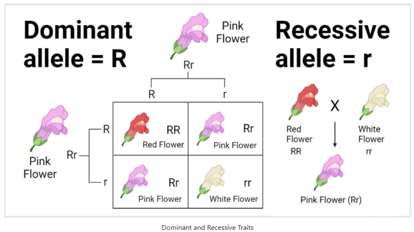 SICKLE CELL, A RECENT EXAMPLE OF A “GOOD” GERMLINE MUTATION? NO ...